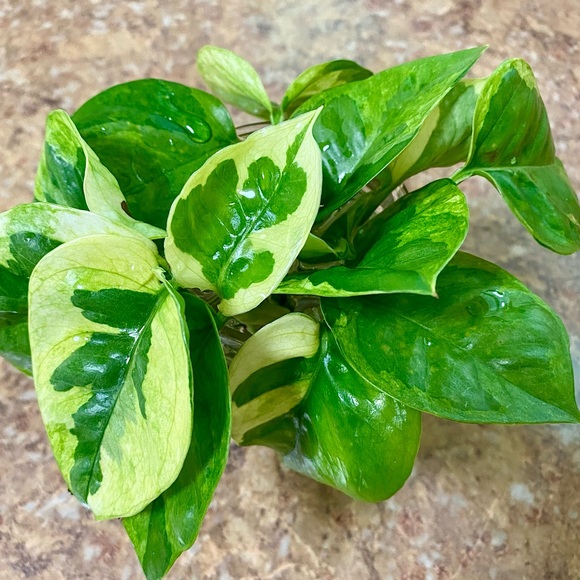 Other | Rare Lizard Queen Pothos Cuttings | Poshmark